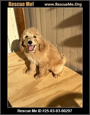 - Georgia Poodle Rescue - ADOPTIONS - Rescue Me!