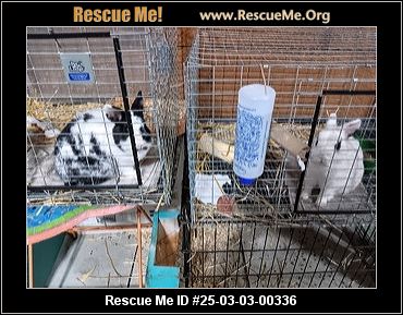 - Missouri Rabbit Rescue - ADOPTIONS - Rescue Me!