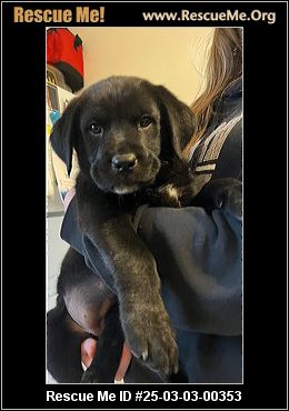 - Colorado Lab Rescue - ADOPTIONS - Rescue Me!