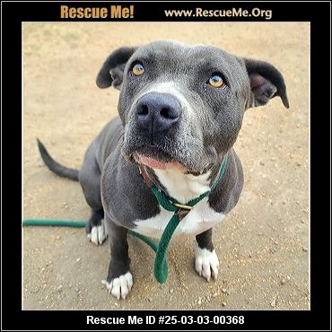 - California Pit Bull Rescue - ADOPTIONS - Rescue Me!