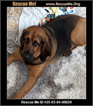 - Maine Dog Rescue - ADOPTIONS - Rescue Me!