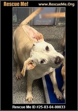 - Oklahoma Dog Rescue - ADOPTIONS - Rescue Me!