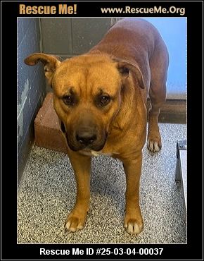 - Oklahoma Dog Rescue - ADOPTIONS - Rescue Me!