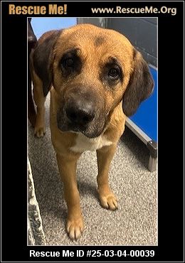 - Oklahoma Dog Rescue - ADOPTIONS - Rescue Me!