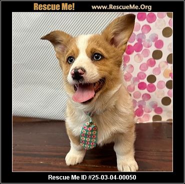 - New Jersey Corgi Rescue - ADOPTIONS - Rescue Me!