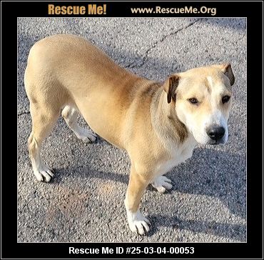 - Oklahoma Dog Rescue - ADOPTIONS - Rescue Me!