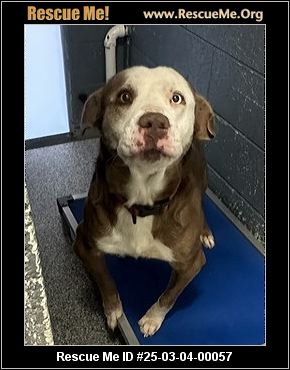 - Oklahoma Dog Rescue - ADOPTIONS - Rescue Me!
