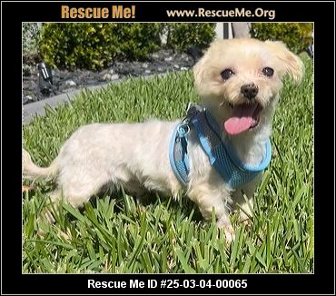 - Florida Maltese Rescue - ADOPTIONS - Rescue Me!