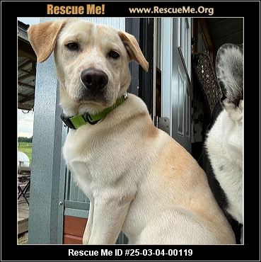 - Indiana Golden Retriever Rescue - ADOPTIONS - Rescue Me!