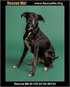 - Florida Lab Rescue - ADOPTIONS - Rescue Me!