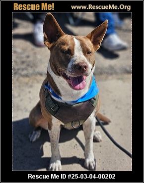 - Fur-get Me Not Canine Rescue - Albuquerque, NM - AVAILABLE PETS