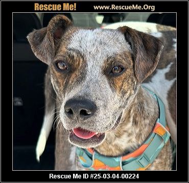 - Colorado Dog Rescue - ADOPTIONS - Rescue Me!