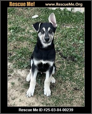 - Rhode Island Dog Rescue - ADOPTIONS - Rescue Me!