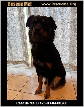 - California Rottweiler Rescue - ADOPTIONS - Rescue Me!