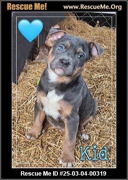 - Oklahoma Dog Rescue - ADOPTIONS - Rescue Me!