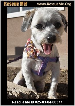 - New Mexico Dog Rescue - ADOPTIONS - Rescue Me!