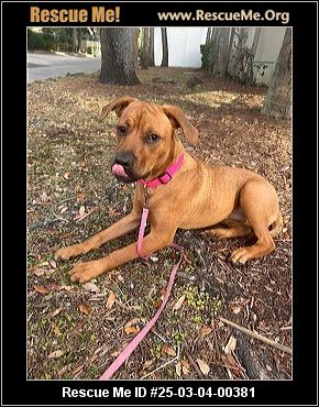- Florida Rhodesian Ridgeback Rescue - ADOPTIONS - Rescue Me!