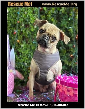 - California Pug Rescue - ADOPTIONS - Rescue Me!