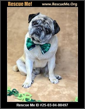 - California Pug Rescue - ADOPTIONS - Rescue Me!