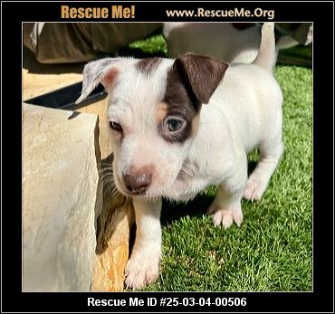 - Texas Jack Russell Rescue - ADOPTIONS - Rescue Me!