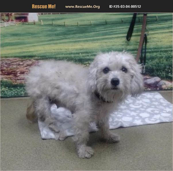 ADOPT 25030400512 ~ Poodle Rescue ~ Moreno Valley, CA