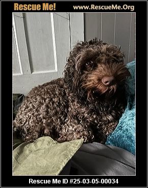 - New York Dog Rescue - ADOPTIONS - Rescue Me!