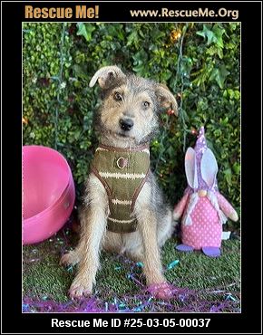 - California Border Terrier Rescue - ADOPTIONS - Rescue Me!