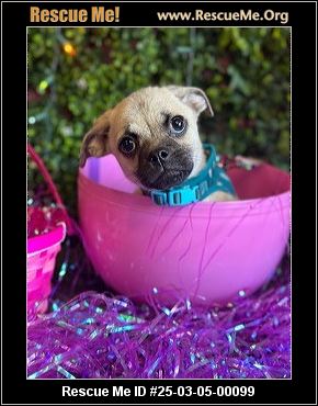 - California Pug Rescue - ADOPTIONS - Rescue Me!