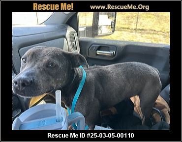 - Texas Mutt Rescue - ADOPTIONS - Rescue Me!
