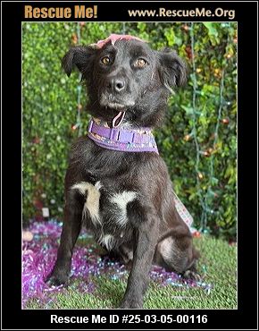 - California Corgi Rescue - ADOPTIONS - Rescue Me!