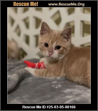 - New Jersey Cat Rescue - ADOPTIONS - Rescue Me!