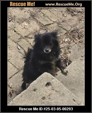 - Michigan Pomeranian Rescue - ADOPTIONS - Rescue Me!