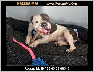 - New York Dog Rescue - ADOPTIONS - Rescue Me!