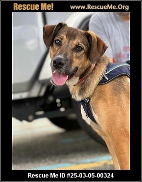 - New Jersey Dog Rescue - ADOPTIONS - Rescue Me!