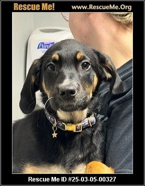 - New Jersey Dog Rescue - ADOPTIONS - Rescue Me!