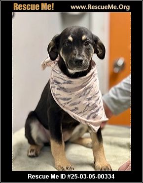 - New Jersey Dog Rescue - ADOPTIONS - Rescue Me!