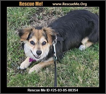 - Washington Dog Rescue - ADOPTIONS - Rescue Me!