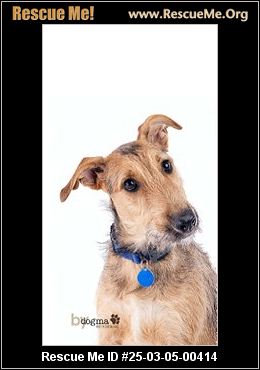 - California Airedale Rescue - ADOPTIONS - Rescue Me!