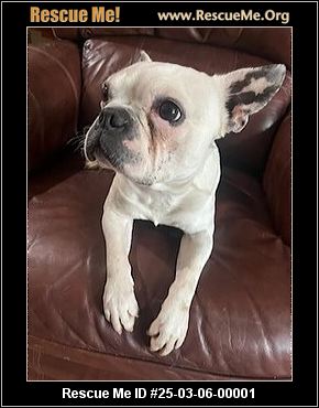 - California Boston Terrier Rescue - ADOPTIONS - Rescue Me!