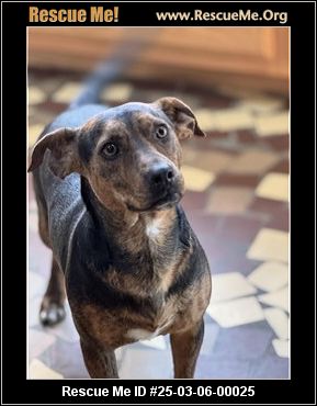 - Rhode Island Dog Rescue - ADOPTIONS - Rescue Me!