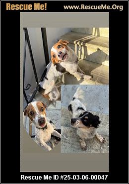 - Florida Jack Russell Rescue - ADOPTIONS - Rescue Me!