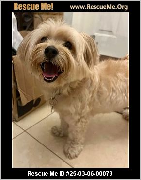 - Florida Maltese Rescue - ADOPTIONS - Rescue Me!
