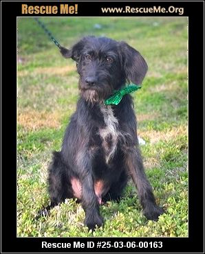 - Georgia Poodle Rescue - ADOPTIONS - Rescue Me!