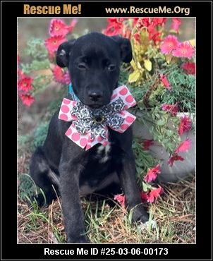 - Georgia Dog Rescue - ADOPTIONS - Rescue Me!