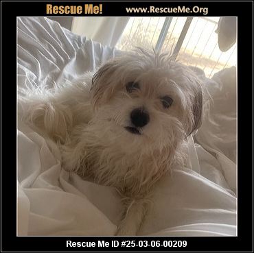 - California Maltese Rescue - ADOPTIONS - Rescue Me!