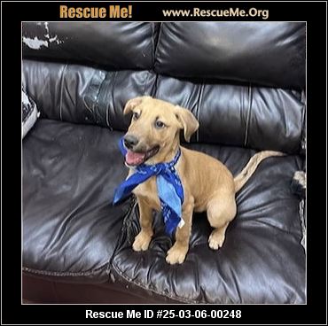 - New Jersey Dog Rescue - ADOPTIONS - Rescue Me!