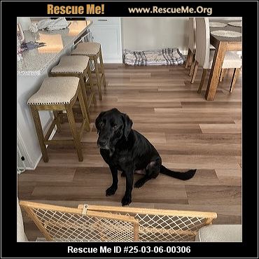 - Wisconsin Lab Rescue - ADOPTIONS - Rescue Me!