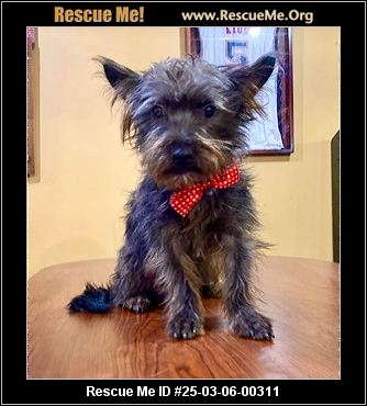 - New Jersey Yorkie Rescue - ADOPTIONS - Rescue Me!