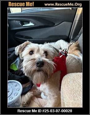 - Arizona Yorkie Rescue - ADOPTIONS - Rescue Me!