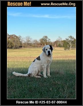 - South Carolina Dog Rescue - ADOPTIONS - Rescue Me!